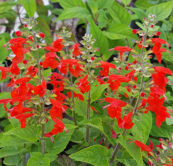 Lady In Red Salvia